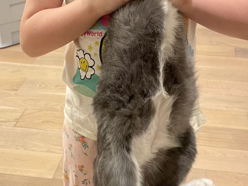 Отдам кота на временное проживание с оплатой