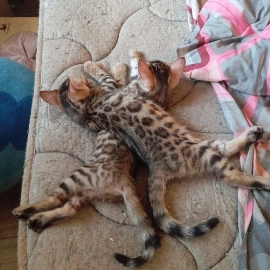 Бенгальская кошка