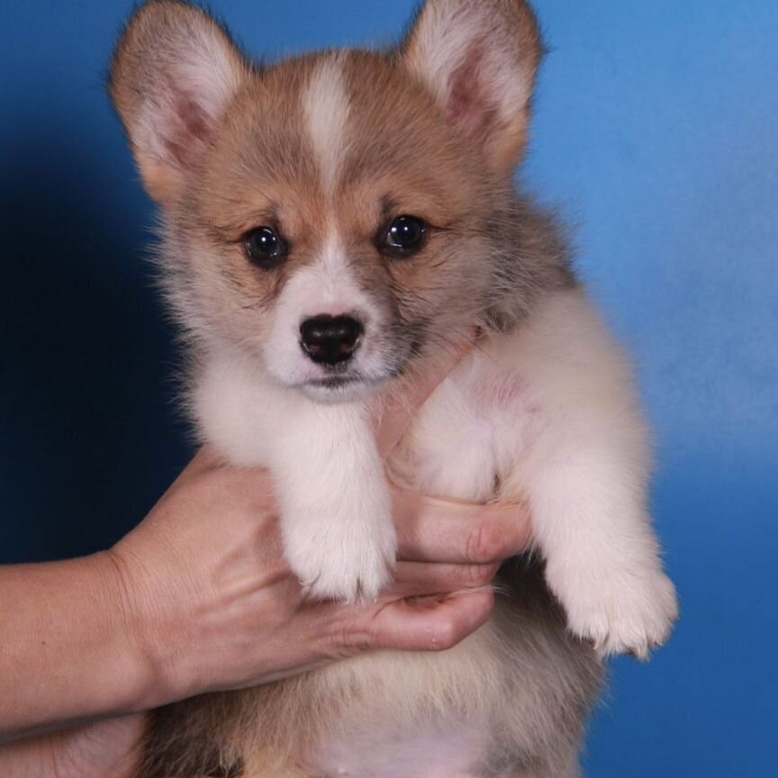 Вельш Корги Пемброк, щенок