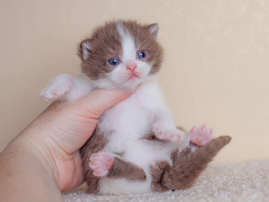 Мальчик шоколадный биколор