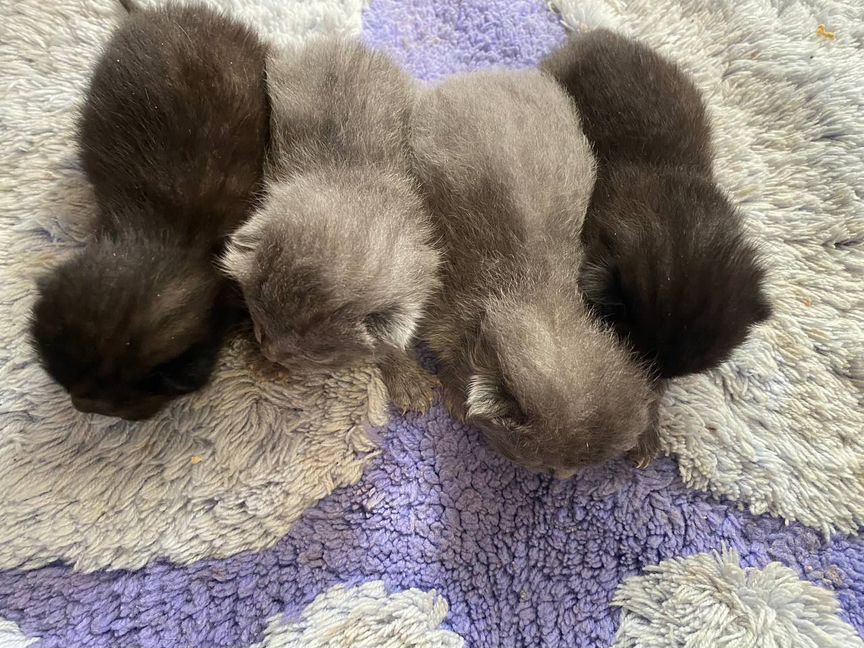 Котята в добрые руки