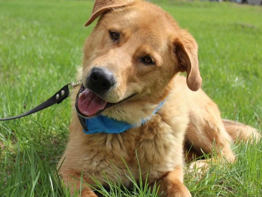 Жизнерадостный мальчик Ланселот