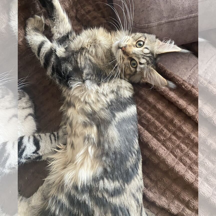 Мэйкун котенок