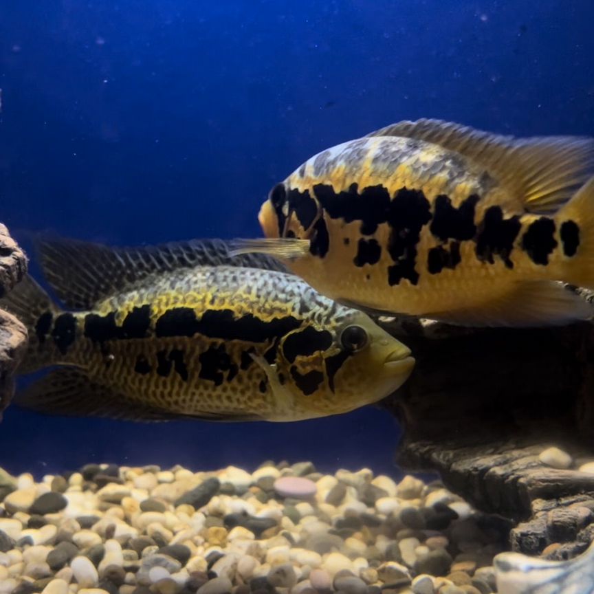 Парахромис луазеля