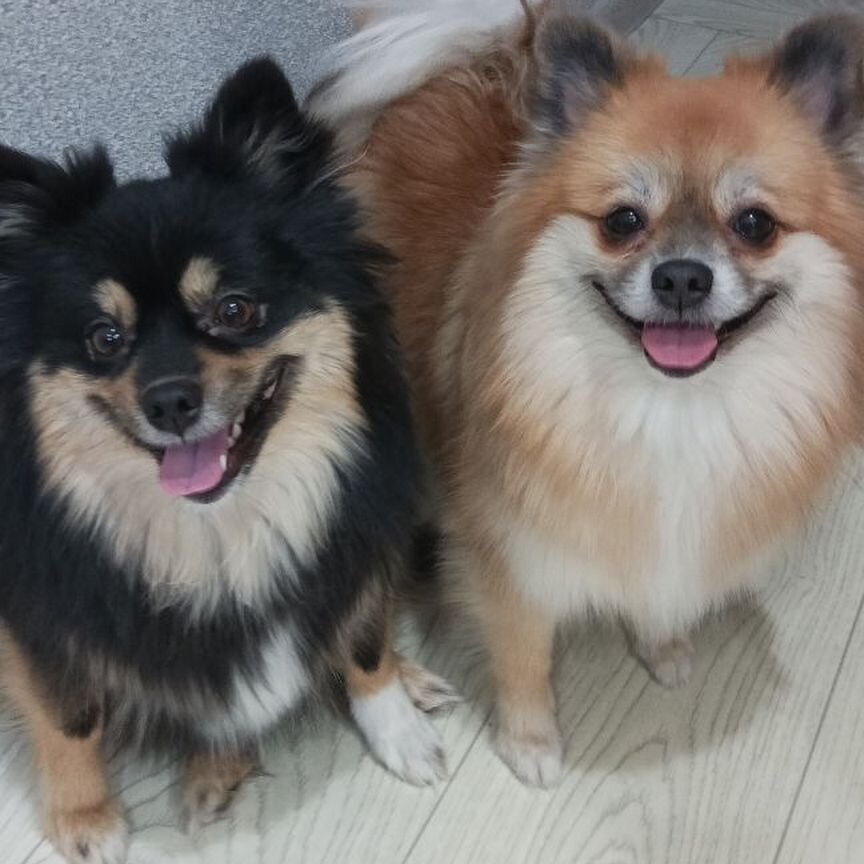 Немецкий шпиц, вязка