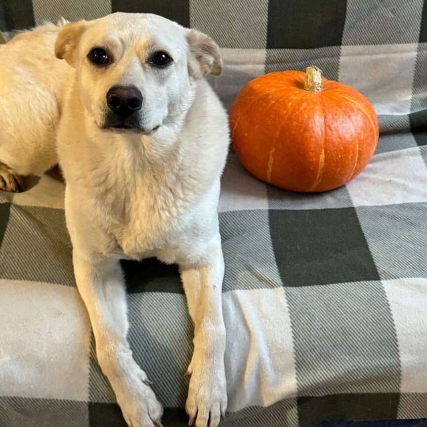 Лабрадор-ретривер, взрослая собака