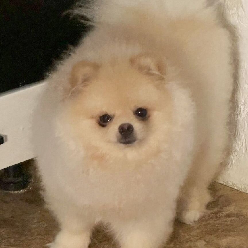 Немецкий шпиц