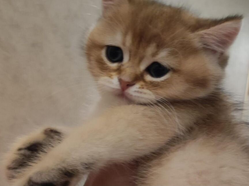 Британский плюшевый котенок