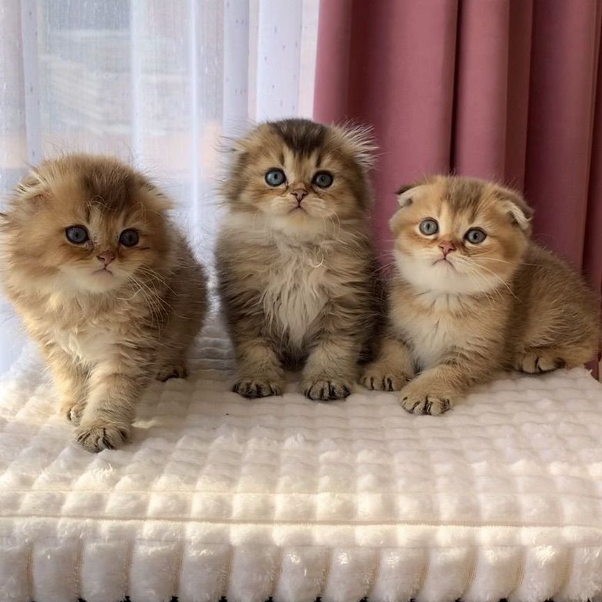 Шотландские золотые малыши