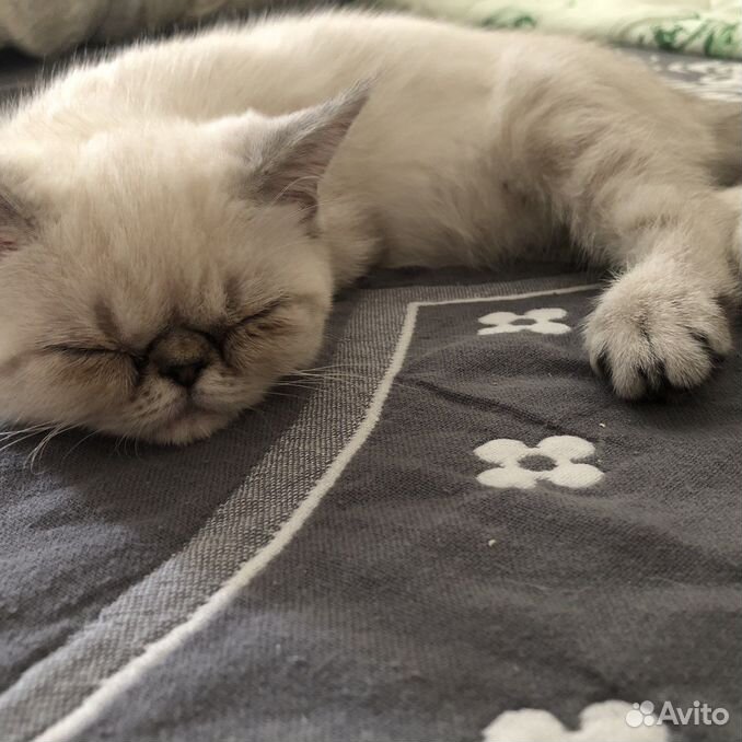 Котенок экзот