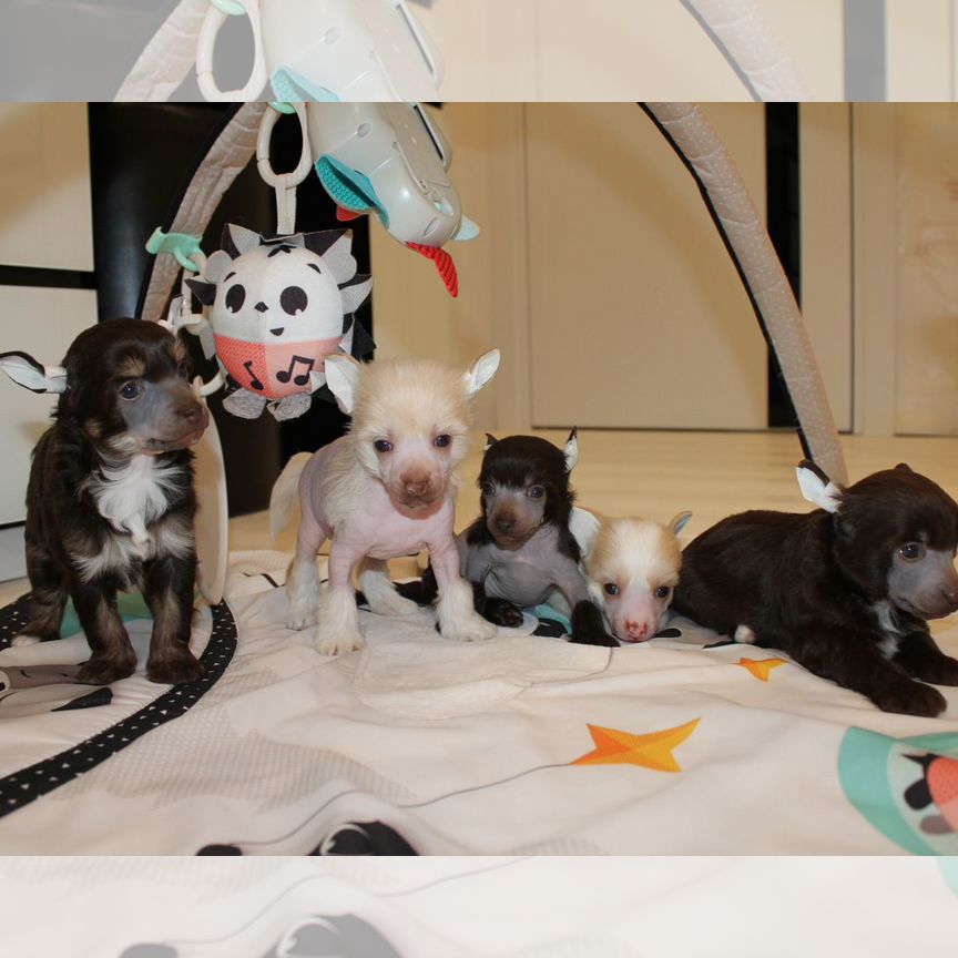 Щенки Китайской Хохлатой собаки