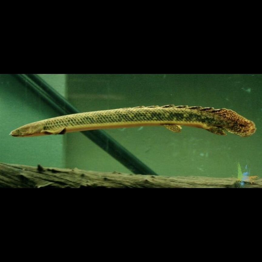 Полиптерус теугелси