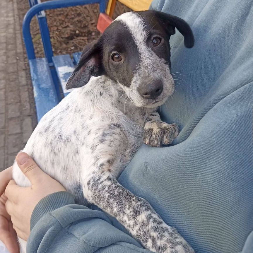 Щенок в добрые руки