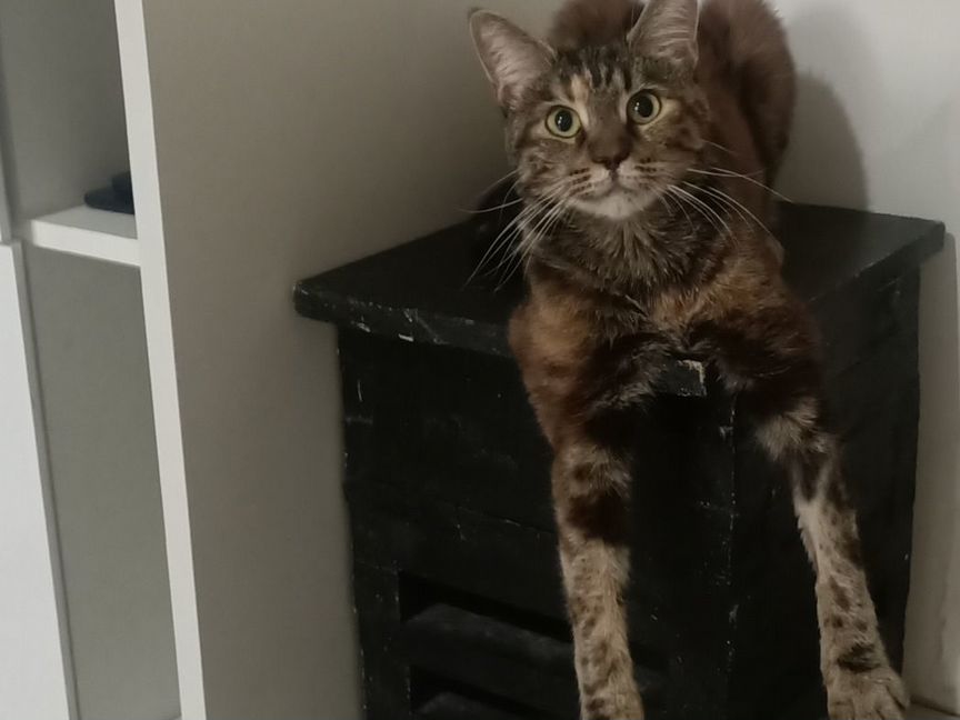 Кошечка