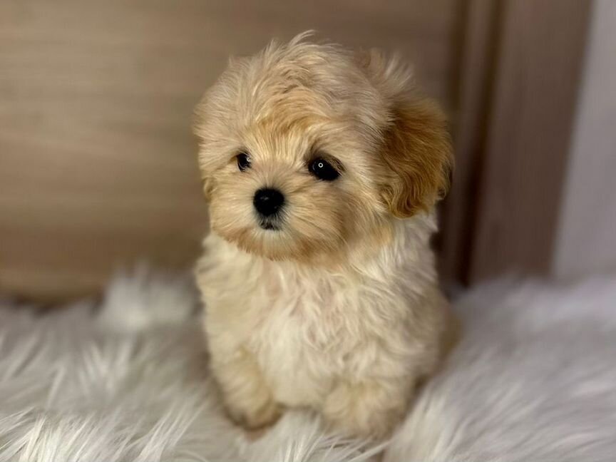 Щенки мальтипу f1