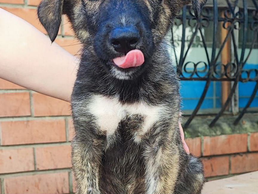 Тимми в добрые ручки