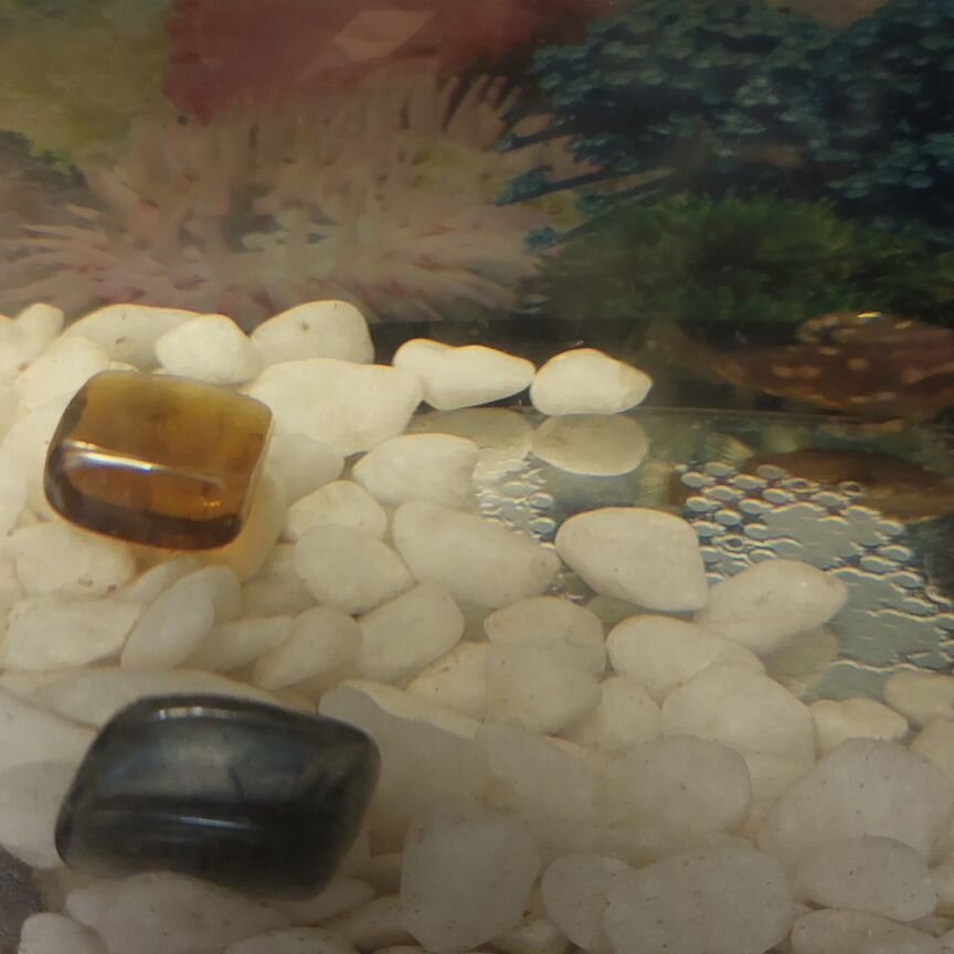 Сом звездчатый