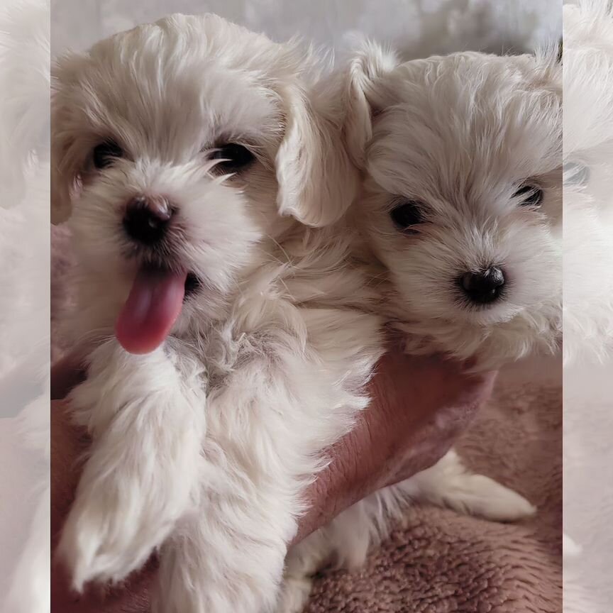 Мальтийская болонка, щенок