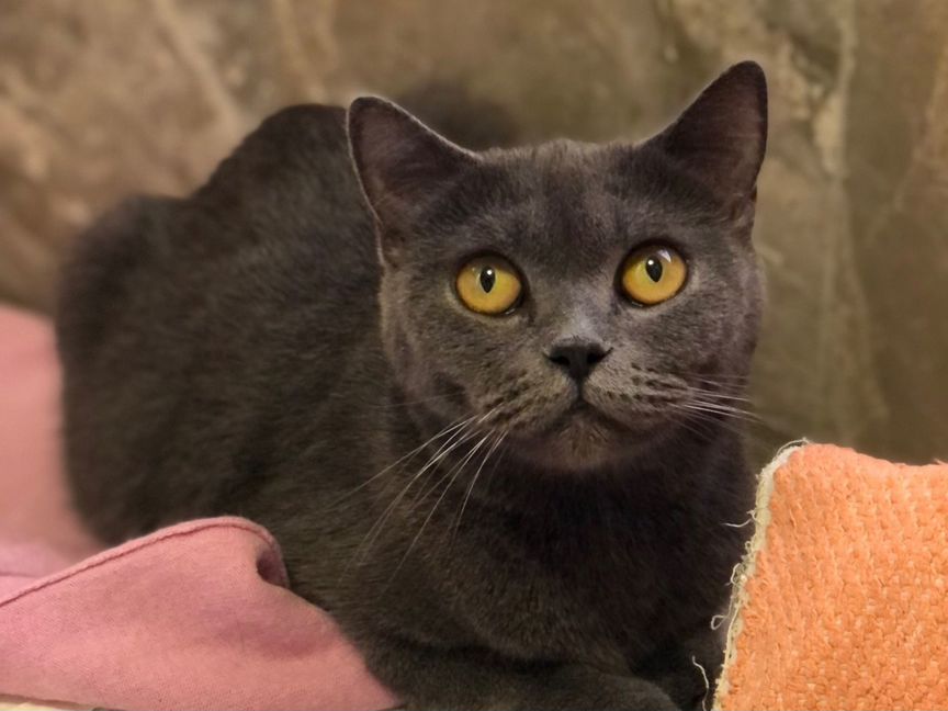 Роскошная Грэйси - единственной любимицей в семью