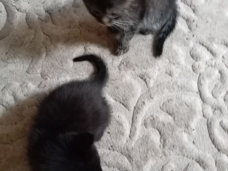 Кошка невская маскарадная