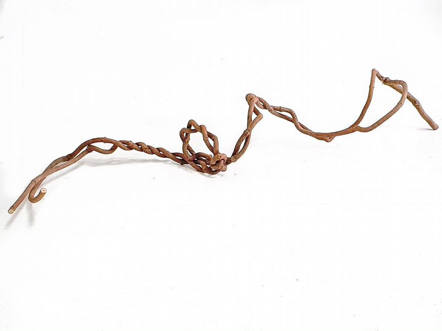 Лианы тропические