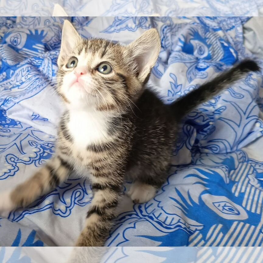 Котёнок в добрые руки