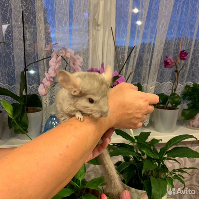 Шаншилла