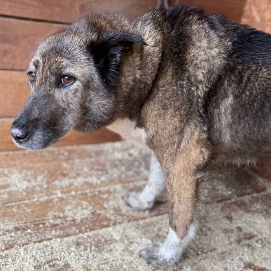 Взрослая собака в добрые руки
