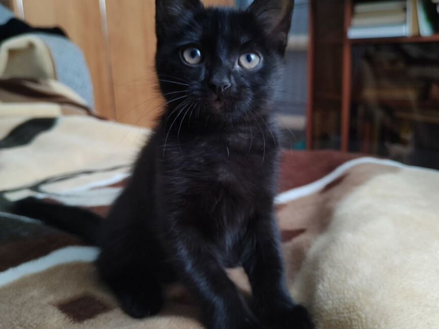 Черная кошечка