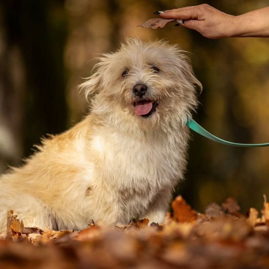 Маленькая собака в добрые руки