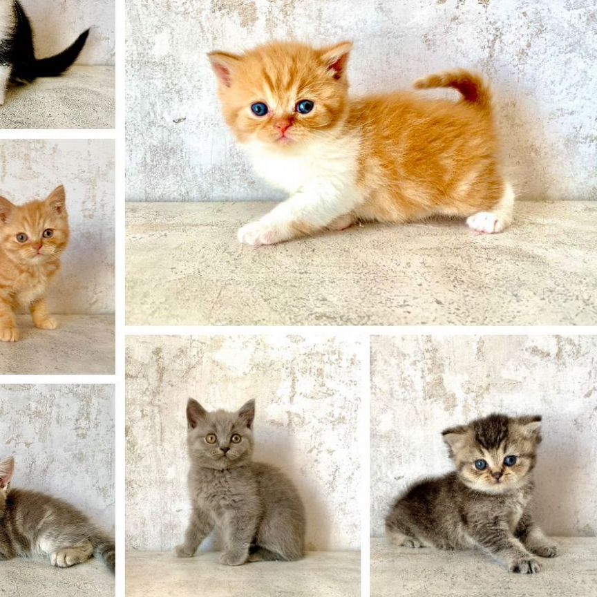 Британские котята