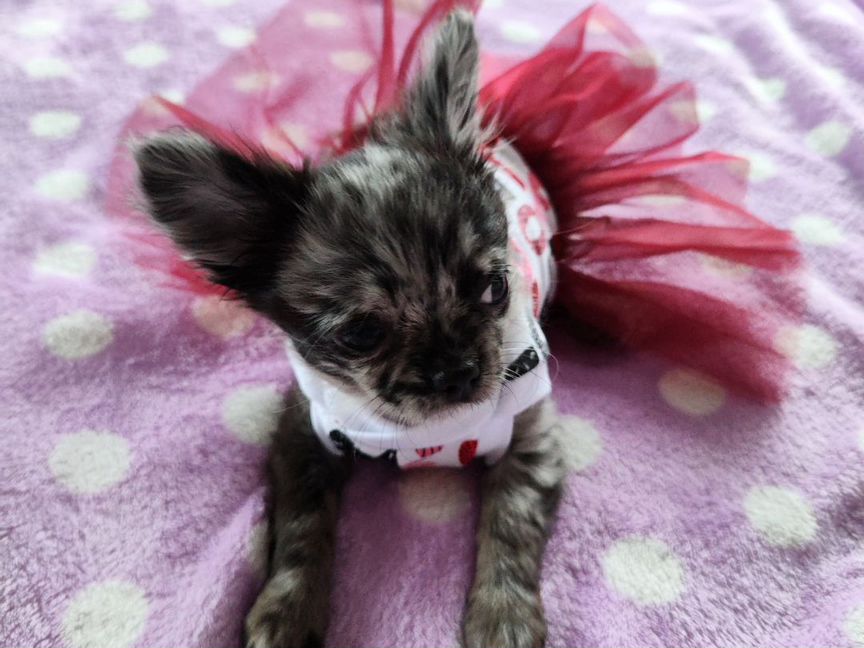 Чихуахуа мини девочка