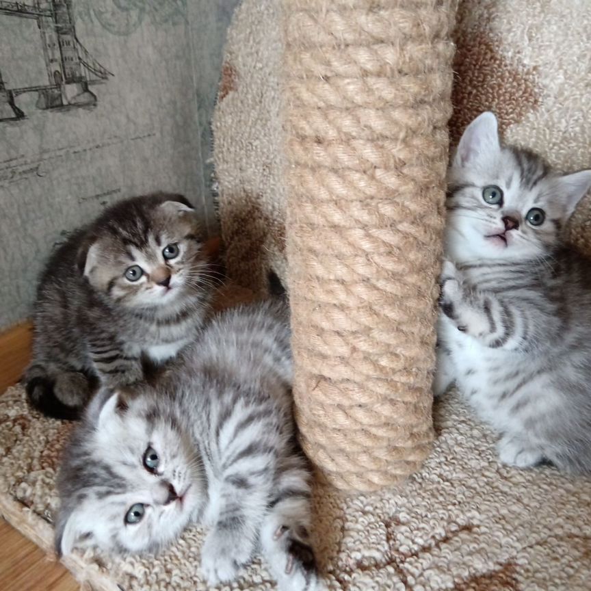 Шотландская вислоухая