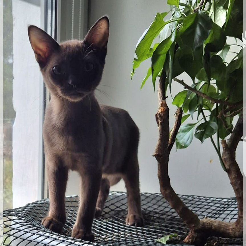 Европейский бурманский котёнок