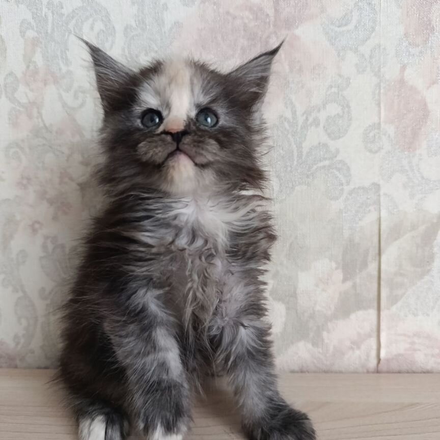 Котята мейн кун