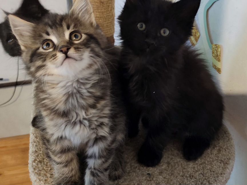 Котенок мейн-кун