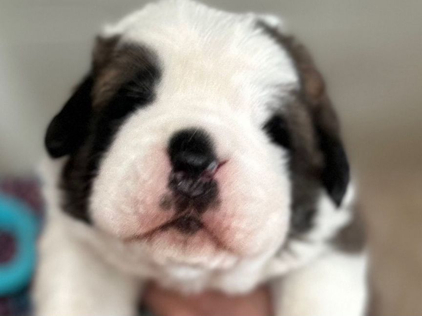 Щенки сенбернара РКФ