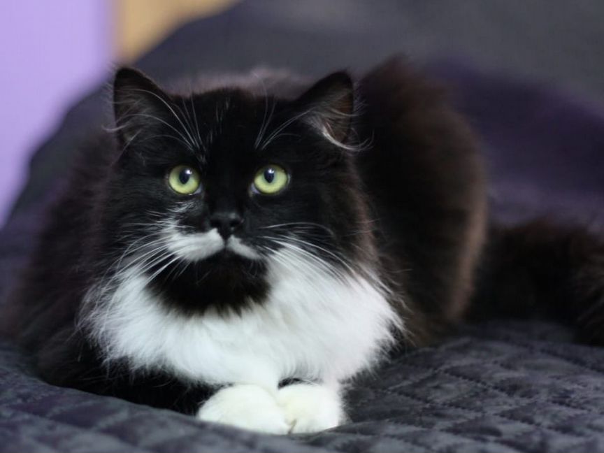 Черно белая кошка бесплатно в добрые руки котенок