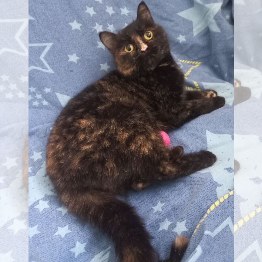 Взрослая, кошка в добрые руки