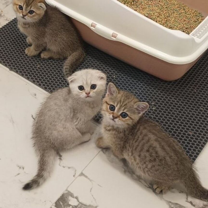 Шотландский вислоухий короткошёрстный котёнок