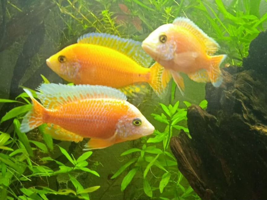 Аулонокара орхидея