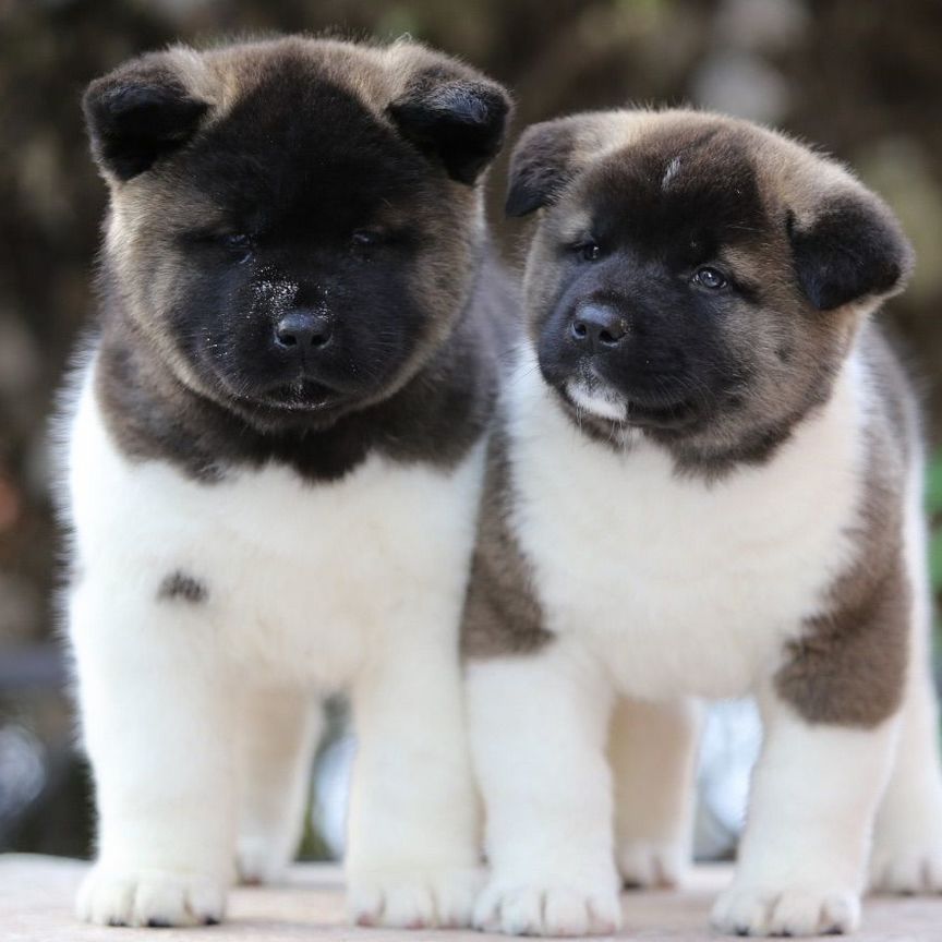 Американская акита, щенок