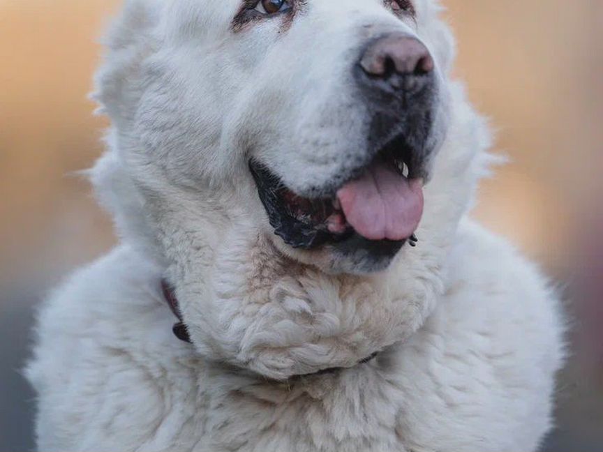 Алабай ищет друга