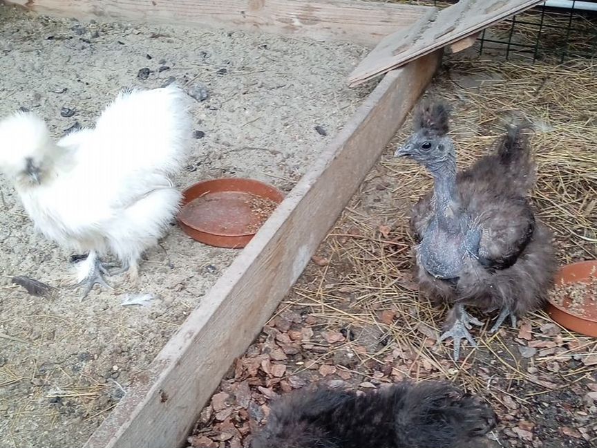 Несушки китайской шёлковой породы