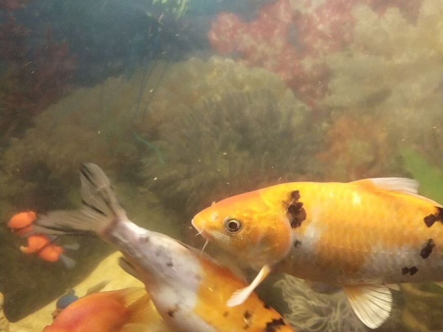 Рыба, карпы коя