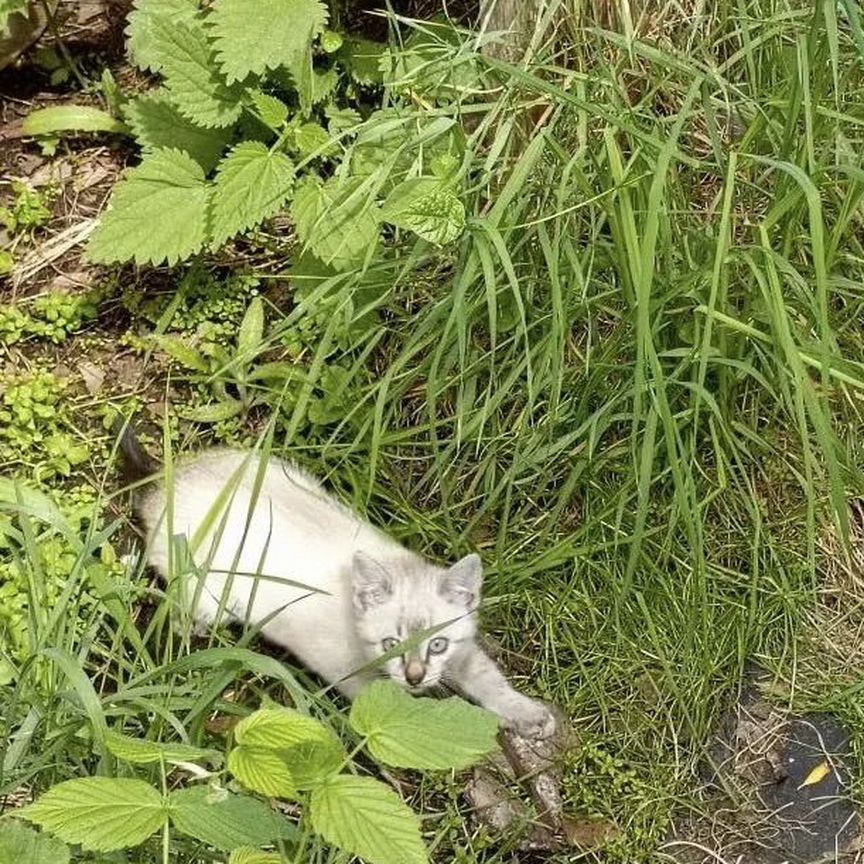 Котёнок в добрые руки