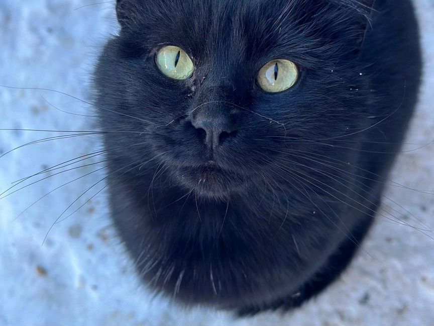 Бедный бездомный котик ищет дом