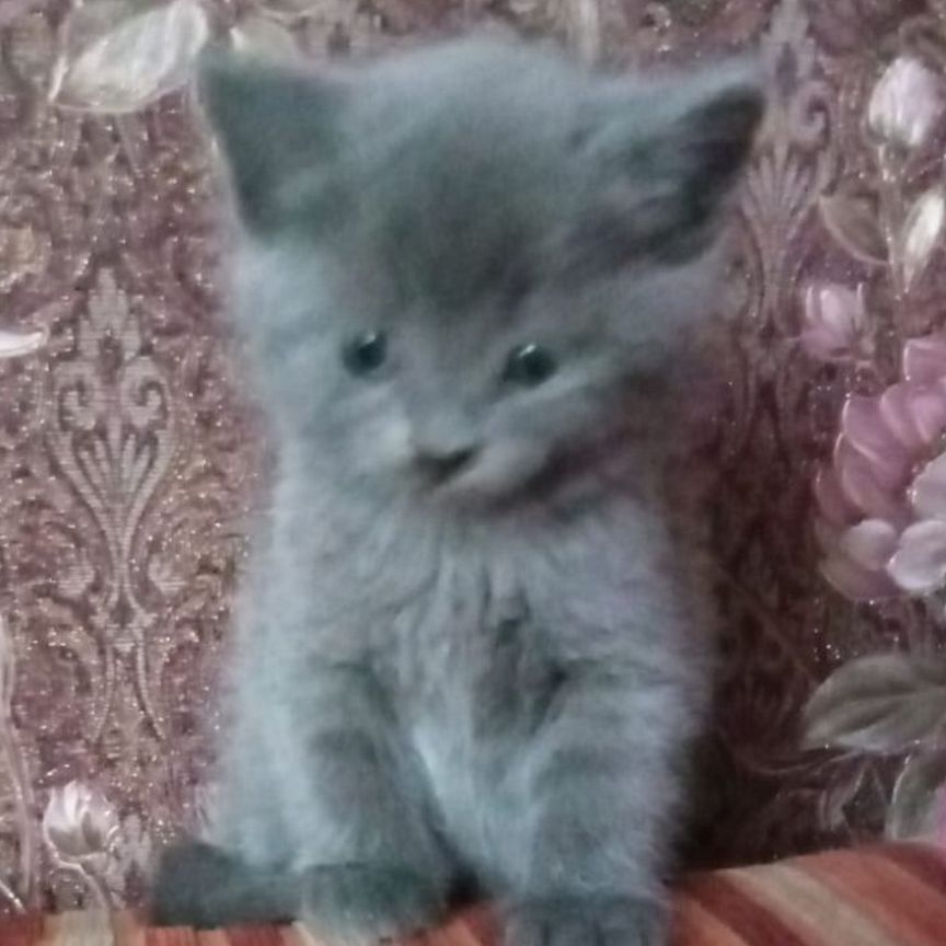 Британские котята