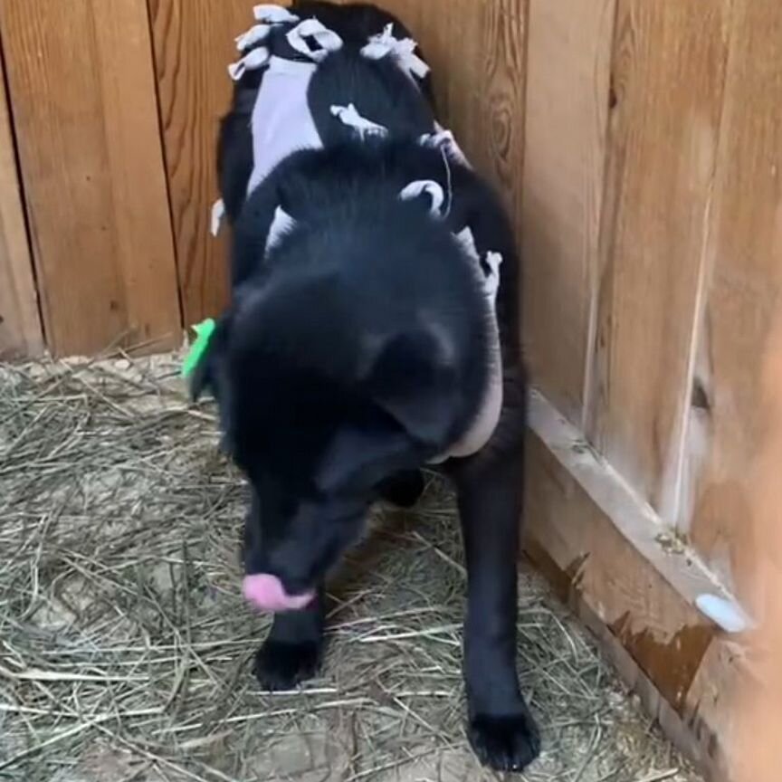 Взрослая собака в добрые руки