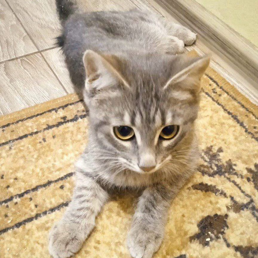Хорошенький котенок в дар